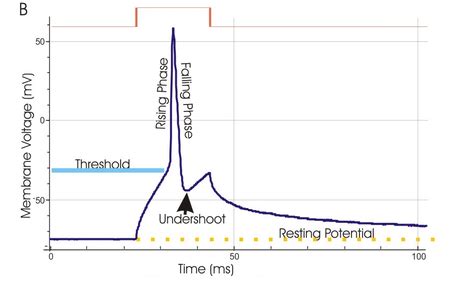 Renal Counter Current Mechanism Made Simple MEDCHROME