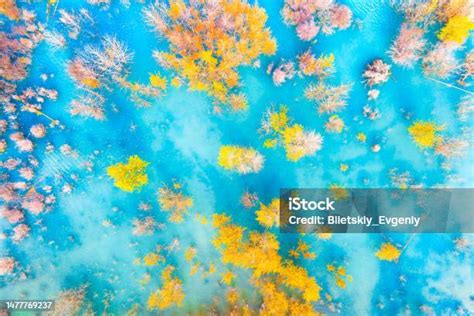 조감도 청록색 물에 자작 나무 숲 호수와 나무 가을의 자연 경관 드론에서 풍경입니다 평면도 산 호수와 나무 배경과 벽지에 대 한