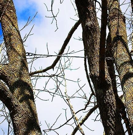 Tree Cabling Services Strobert Tree Services