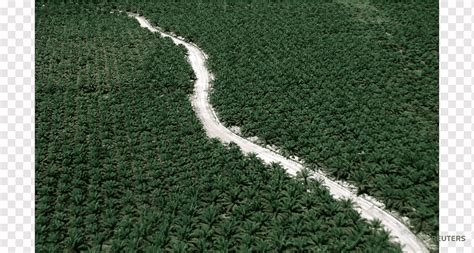 지속 가능한 팜유 Riau 열대 우림 파괴 원유에 대한 원탁 회의 기타 식품 잔디 Png Pngwing