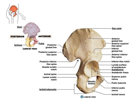 Ch 7 Diagram Quizlet