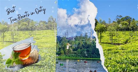 Best Tea Points In Ooty A Taste Of Tradition And Innovation