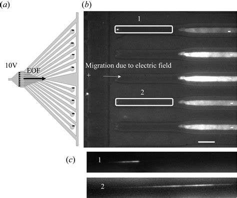 Fluidic Operation Of A Polymer Based Nanosensor Chip For Analysing Single Molecules Flow