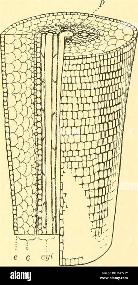 Elementary Biology An Introduction To The Science Of Life Fig Lo Diagramof Root Structure