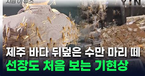 얼굴까지 다닥다닥 수만 마리 출몰에 제주 바다 아수라장 [지금이뉴스]