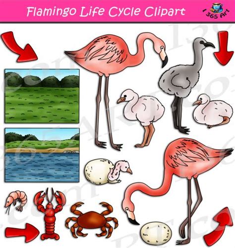 Flamingo Life Cycle Clipart Set Download Clipart 4 Babe