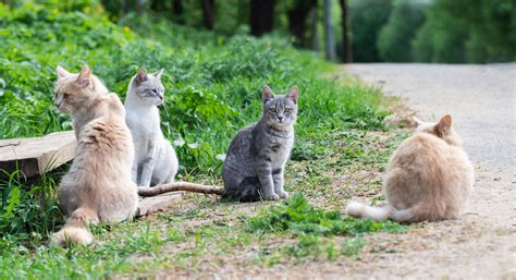 Are Feral Cats Friendly At Selma Burns Blog