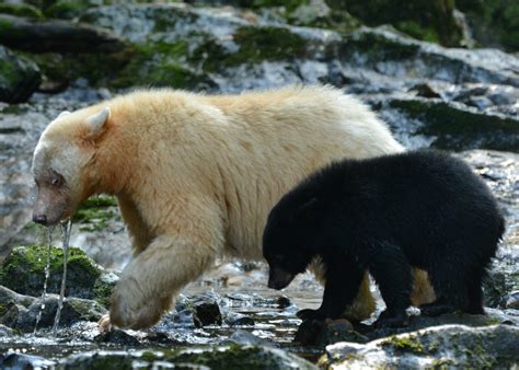 Spirit Bears Tours Maple Leaf Adventures