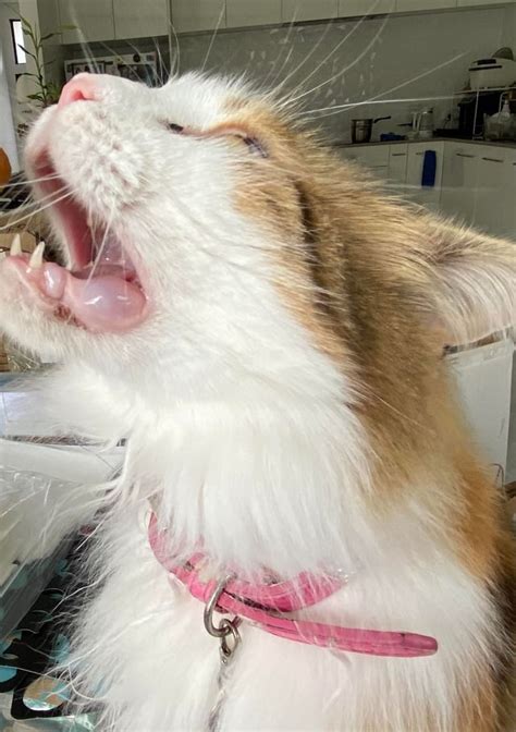 What Is This Lump On My Cats Gum Rvet