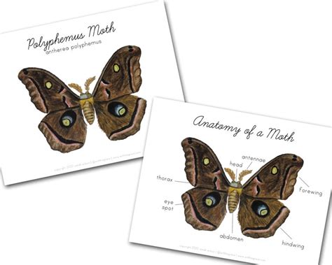 Anatomy Of A Moth Etsy