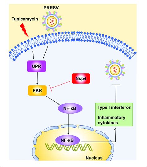 Schematic Model Of The Inhibition Of Prrsv By Upr Induction Prrsv Download Scientific