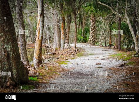 Path Through A Low Country Coastal Forest With Saw Palmettos And Pine