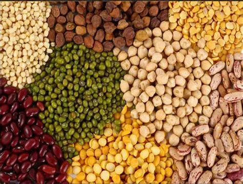 Agro Product At Best Price In Patiala Punjab Sant Agro Industries