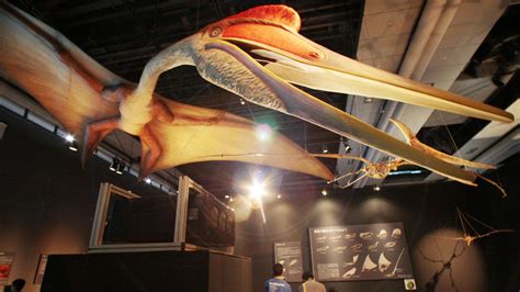 Pterosaur Wing
