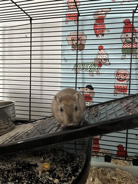 Are My Gerbies Chonky R Gerbil