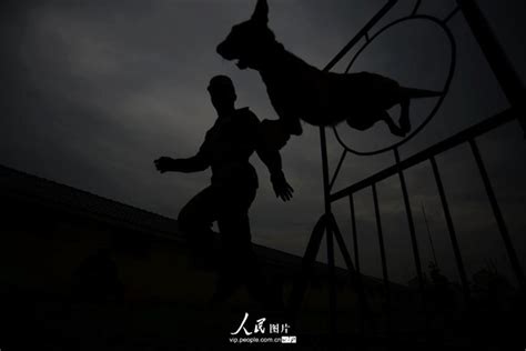 兵犬战友情 探秘武警警犬分队6486775 军事频道图片库 大视野 搜狐