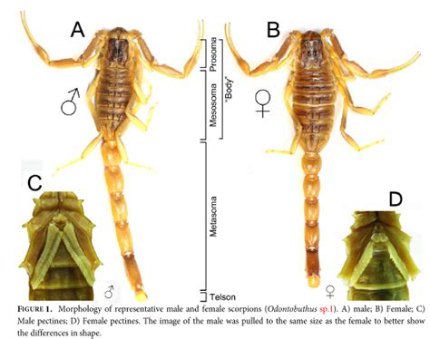 The Scorpion Files Newsblog Sexual Dimorphism In Scorpions Of The Genus Odontobuthus