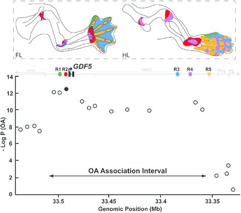 Modular Regulatory Architecture Of Gdf5 Spans The Region Linked To Download Scientific Diagram