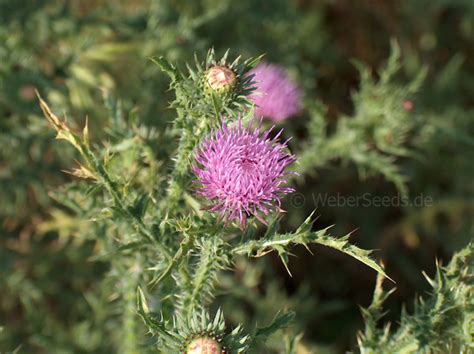 Carduus Acanthoides Weg Distel Saatgut Samen Heilpflanzen Und Kräuter