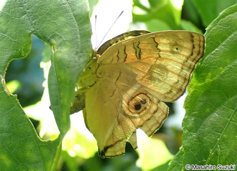 タテハモドキ Junonia Almana
