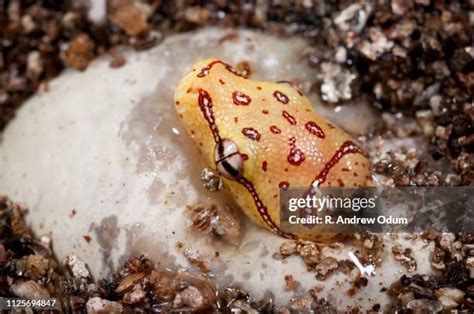 Python Egg Photos And Premium High Res Pictures Getty Images