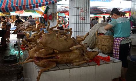 China People Eating Cats