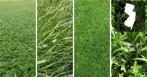 Best Grass Seed For Cow Pasture At Antonio Fore Blog