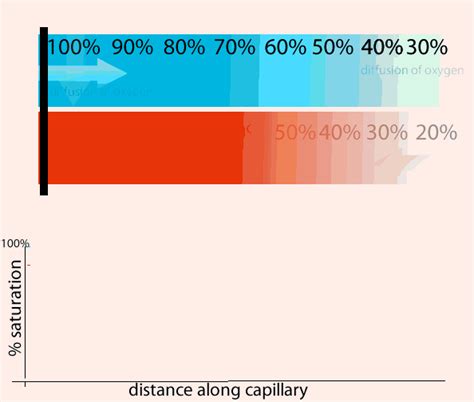Biology Countercurrent