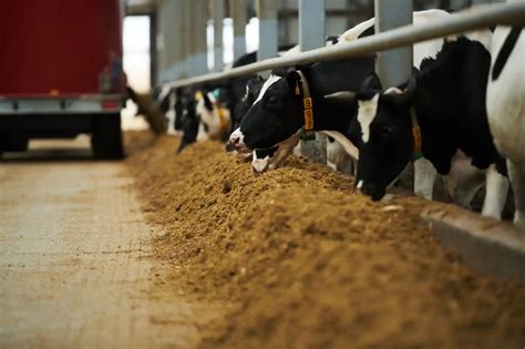 Importance Of Balanced Nutrition In Cattle Feed
