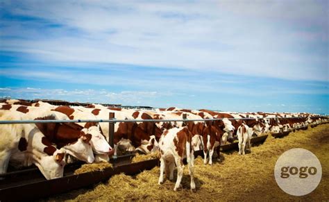 Малын тоо өссөн ч махны экспорт буурчээ