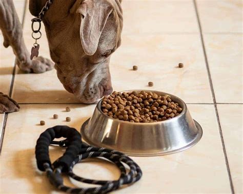 10 Dog Foods For Pitties What Are The Best Dog Food For Pit Bull