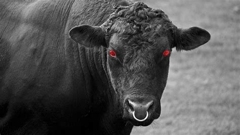 Diablos Killer Cows Are All Our Fault