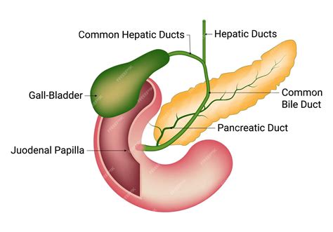 Premium Vector Gallbladder Common Hepatic Ducts Hepatic Ducts Juodenal Papilla Pancreatic Duct