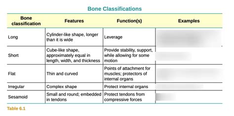 Bio 201 Chapter 62 Bone Classification Table Diagram Quizlet