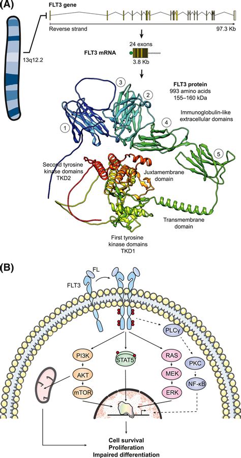 Structure And Signaling Of Flt3 A The Flt3 Gene Is Located On