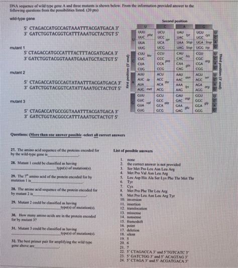 Solved Dna Sequence Of Wild Type Gene A And Three Mutants Is