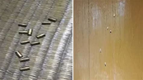 ভাঙড়ের তৃণমূল নেতাকে লক্ষ্য করে গুলি খাটের নিচে লুকিয়ে প্রাণ বাঁচল ফজলে করিম Bangla News