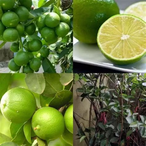 Limau Nipis Seedless Limau Nipis Tanpa Biji Pokok Limau Nipis
