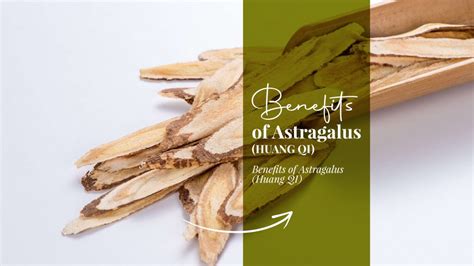 Astragalus Root Benefits Properties And How To Use Tcm Blog