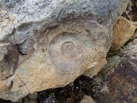 Clam And Shell Fossils Found In Tasmania Fossil ID The Fossil Forum