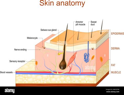 Layers Of Human Skin Epidermis Horny Layer And Granular Layer Dermis Connective Tissue And