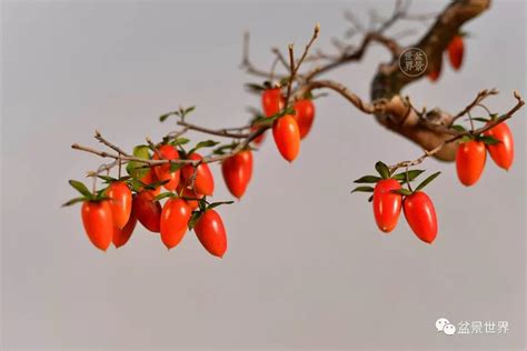 首届老鸦柿盆景展开幕 花卉图片大全 郑州陈砦花卉服务有限公司