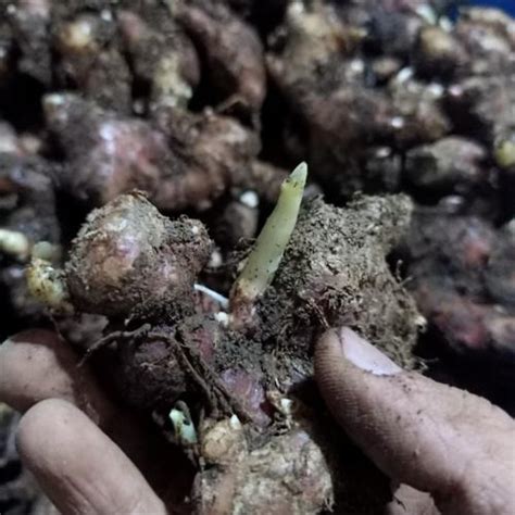 Jual Bibit Jahe Merah Super Harga Per Biji Ukuran Besar Kota Surabaya Podomoro Jaya Tokopedia