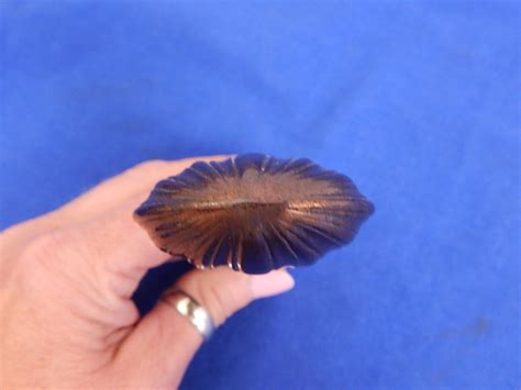 Pistol Powder Flask Shell Pattern J And J Military Antiques Guns