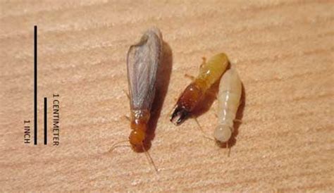 What Do Drywood Termites Look Like Drywood Termite Identification