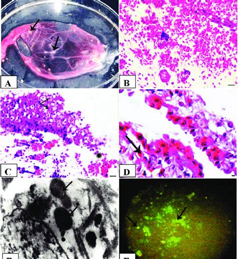 A Macroscopic Characteristic Pock Lesion On Cam Of Spf Ece B D