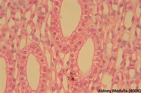 Simple Cuboidal Epithelium Slide 400x
