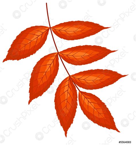 Ash Tree Leaf Stock Vector 5564083 Crushpixel