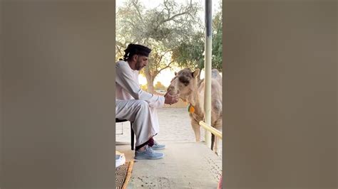 سلطان الحسني Shortvideo Trending عمان Funny Gaming