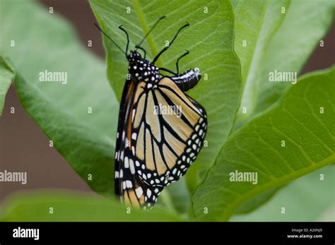 Monarch Butterfly Danaus Plexippus Female Laying Eggs On Common Milkweed Host Plant Ontario